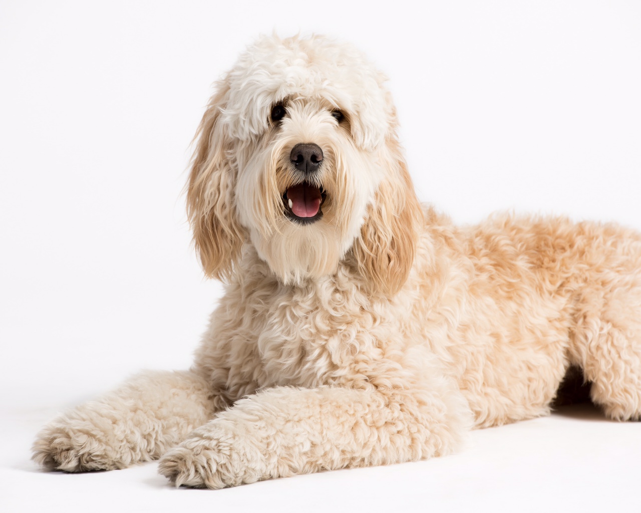 Recommended Groomers and Trainers - Earth Angels Labradoodles